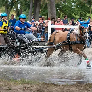 Haflinger | HWZSV